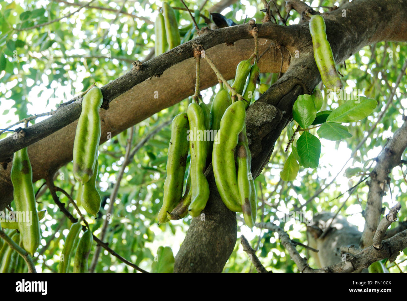 Alfarroba hi-res stock photography and images - Alamy