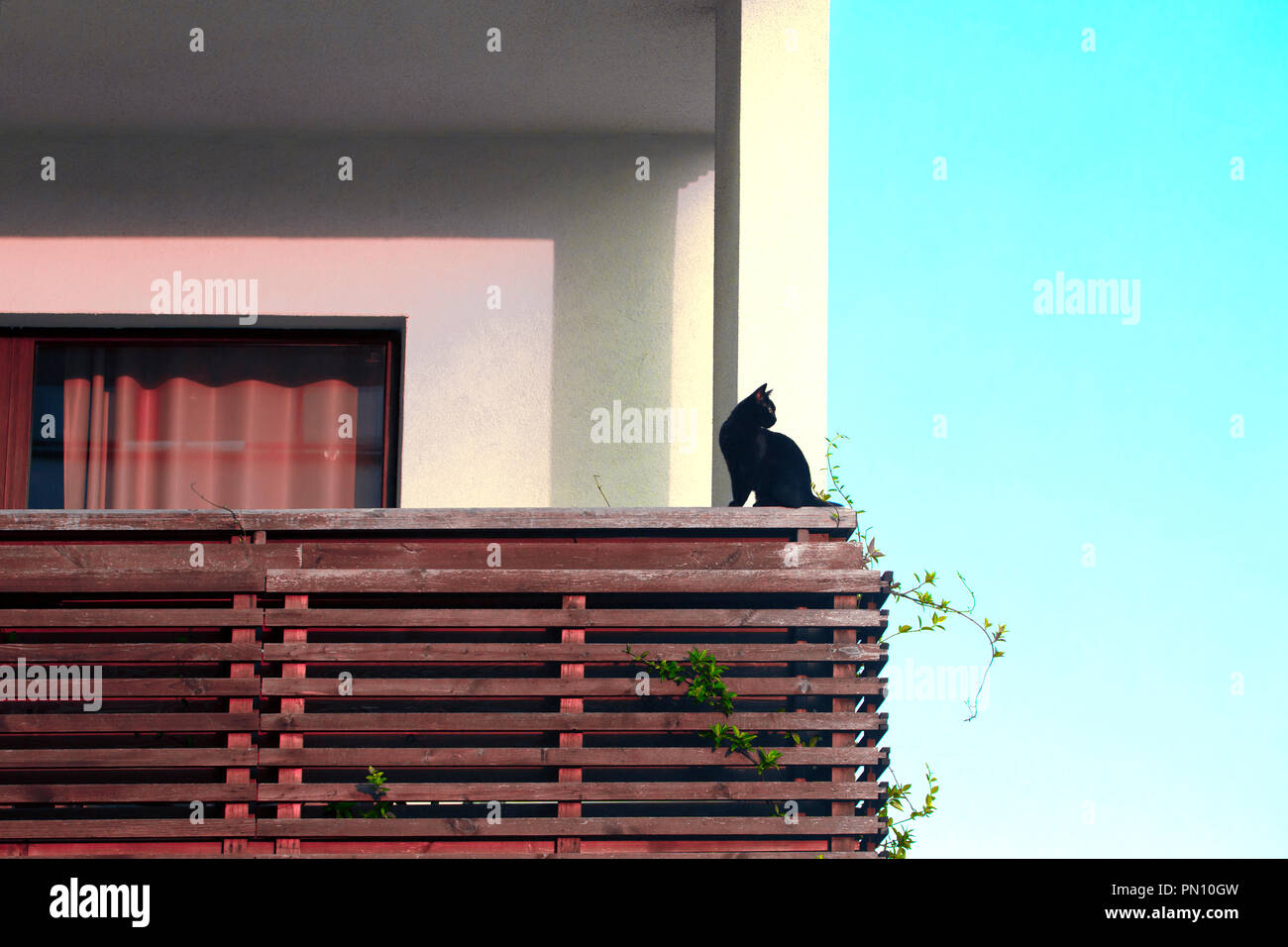Cat on the balcony hi-res stock photography and images - Alamy