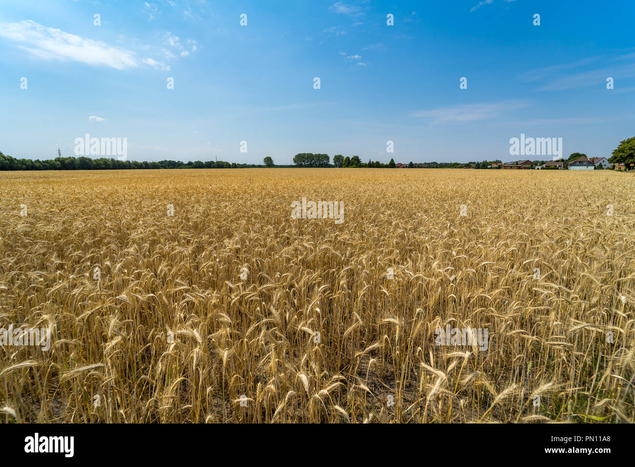 Agriculture. A ripe field of wheat Stock Photo - Alamy