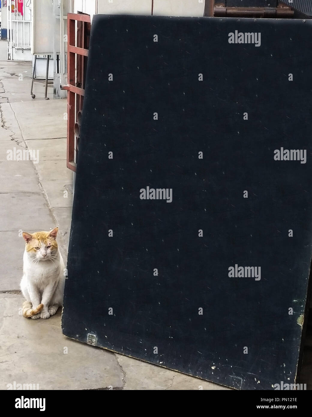 Kitten - cat holding sign or banner black in the street Stock Photo - Alamy