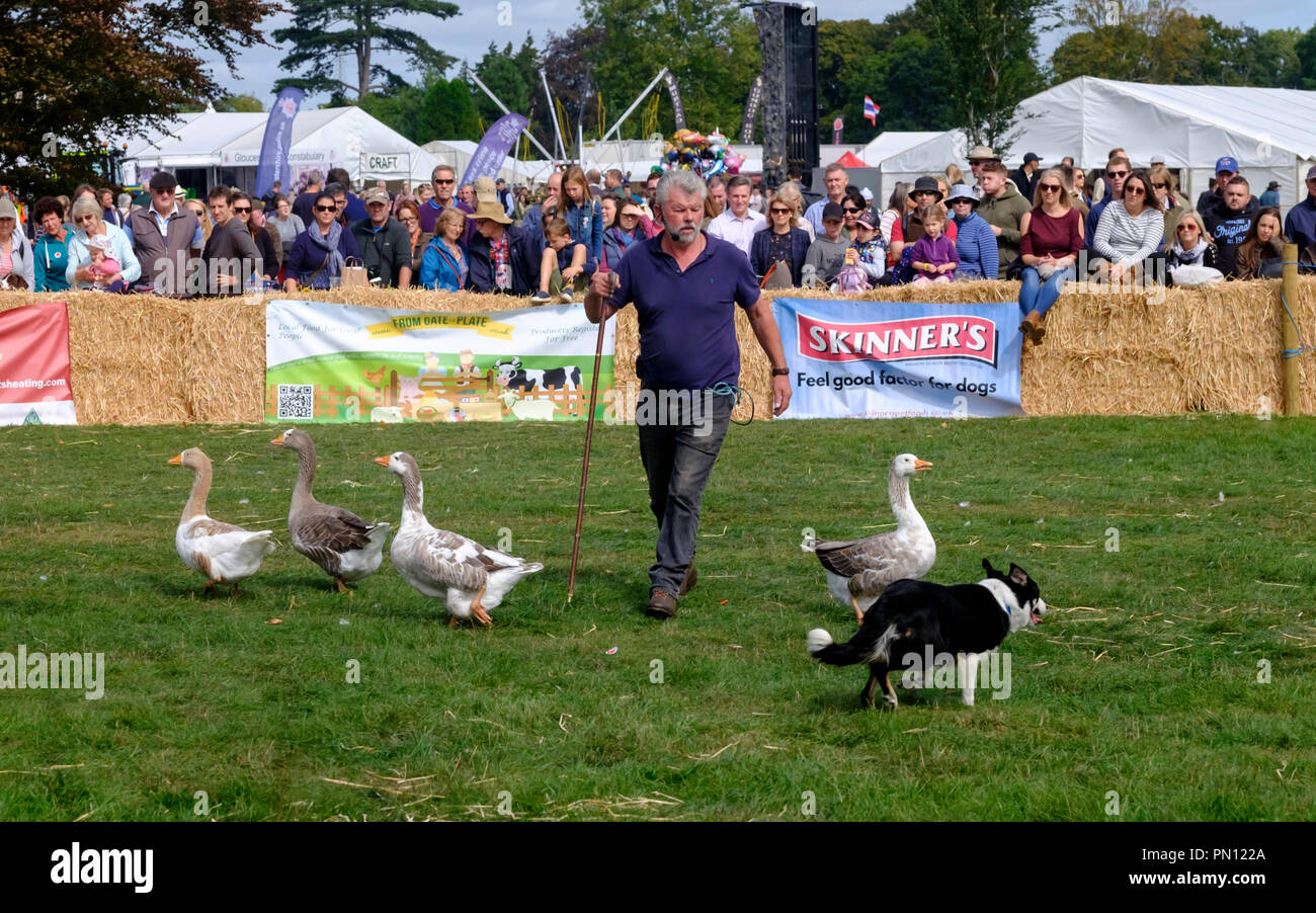 Herding geese hi-res stock photography and images - Alamy