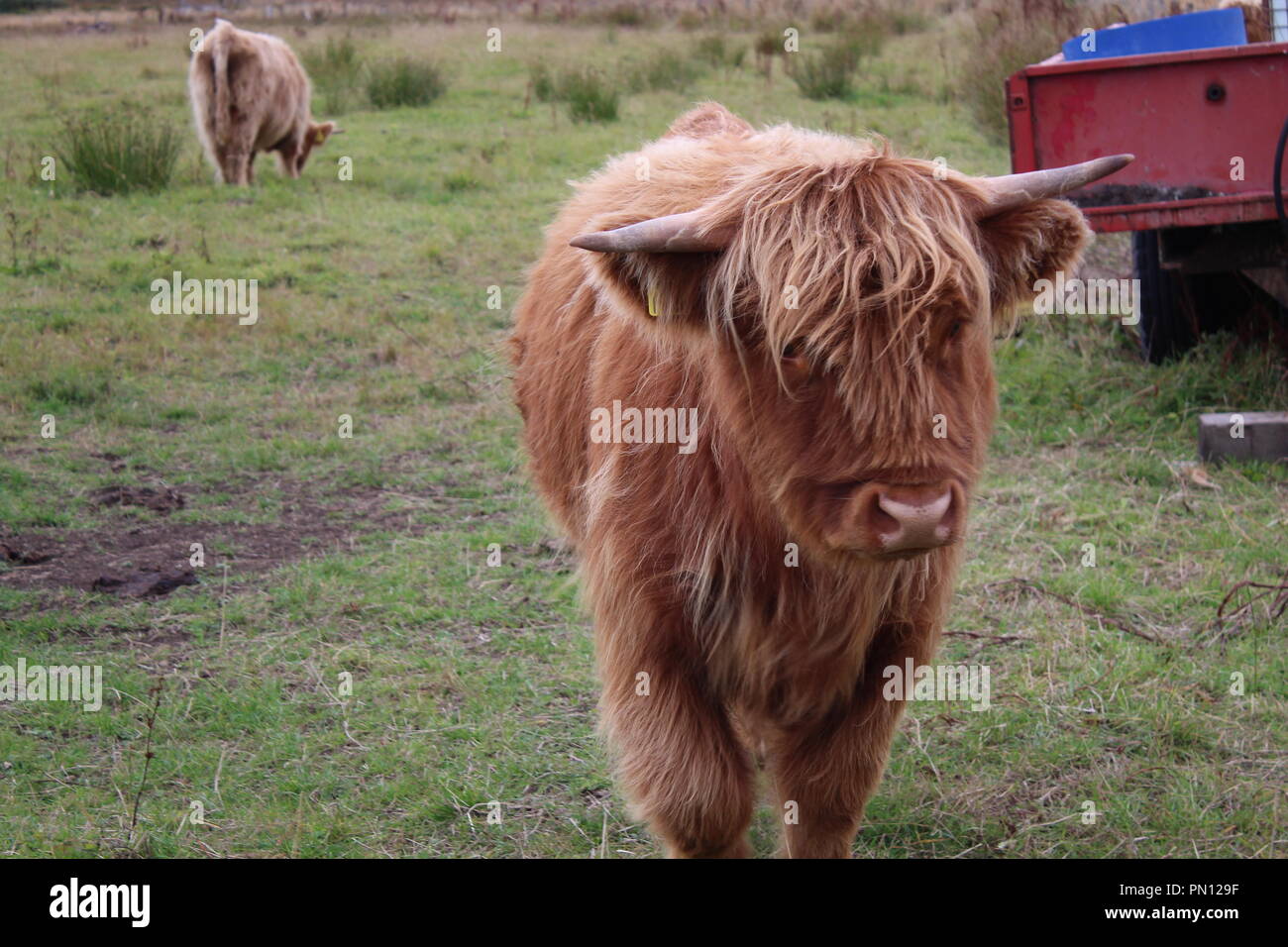 Furry cows hi-res stock photography and images - Alamy
