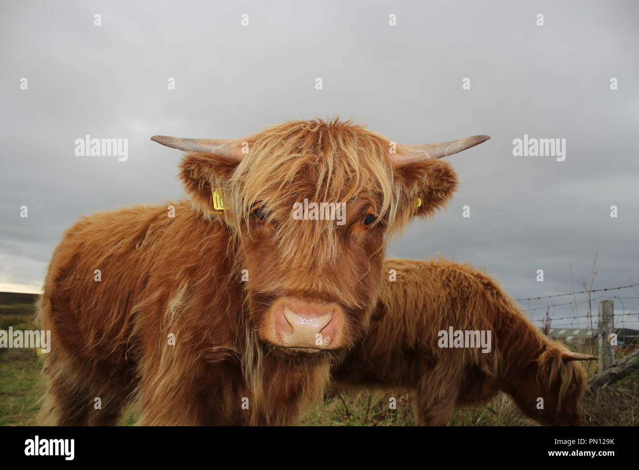 Highland cow face close up hi-res stock photography and images - Alamy