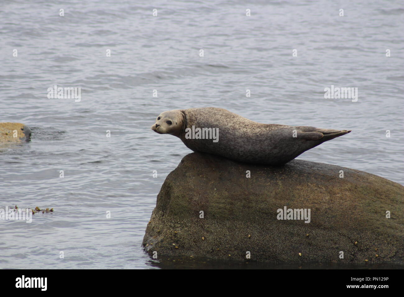 Rockanimal hi-res stock photography and images - Alamy