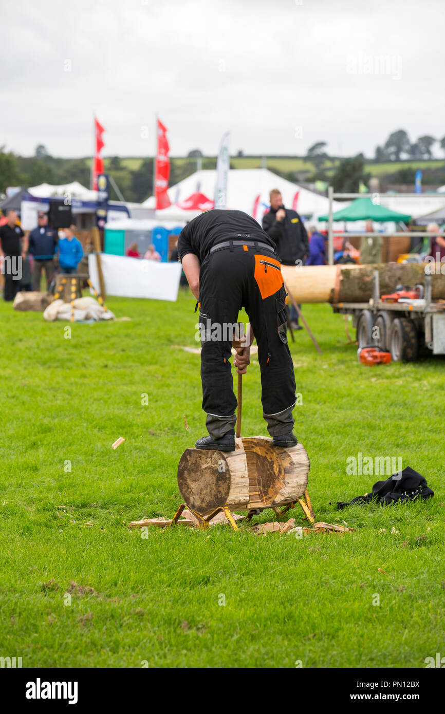 Lumberjacks competing in the log chopping competition at the ...