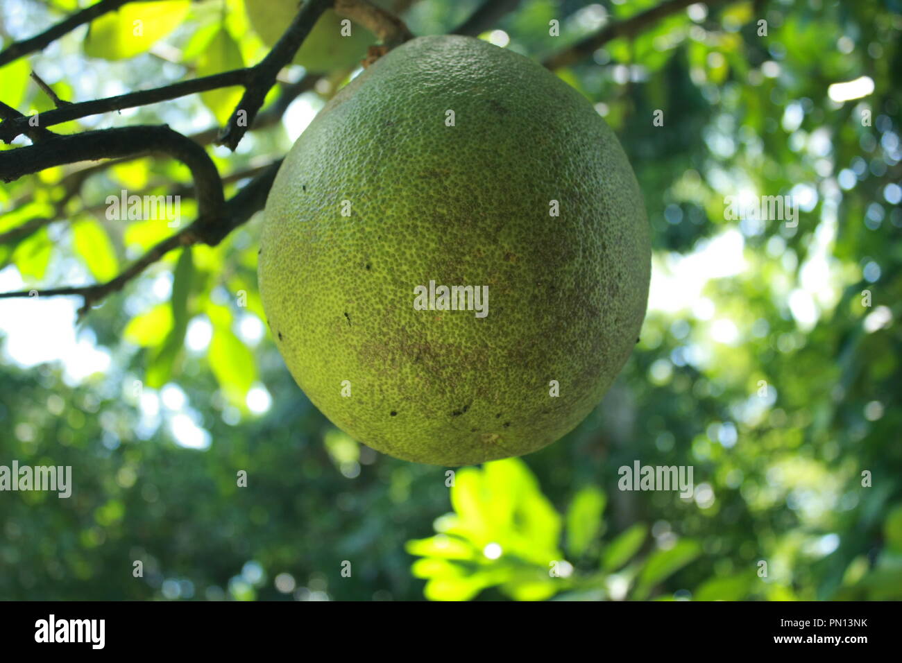 Nutritional fruit hi-res stock photography and images - Alamy