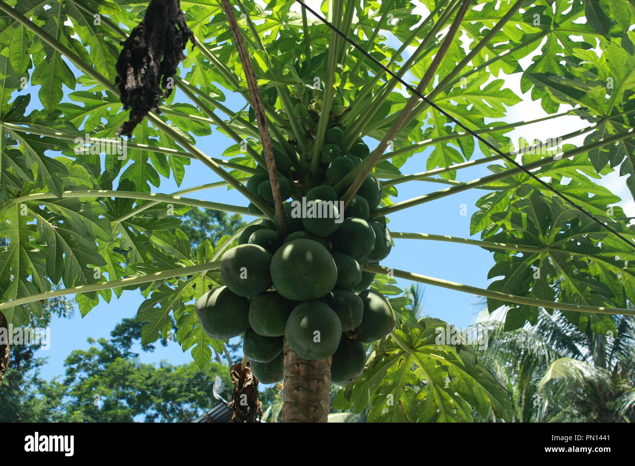 Cultivation Papaya High Resolution Stock Photography and Images - Alamy