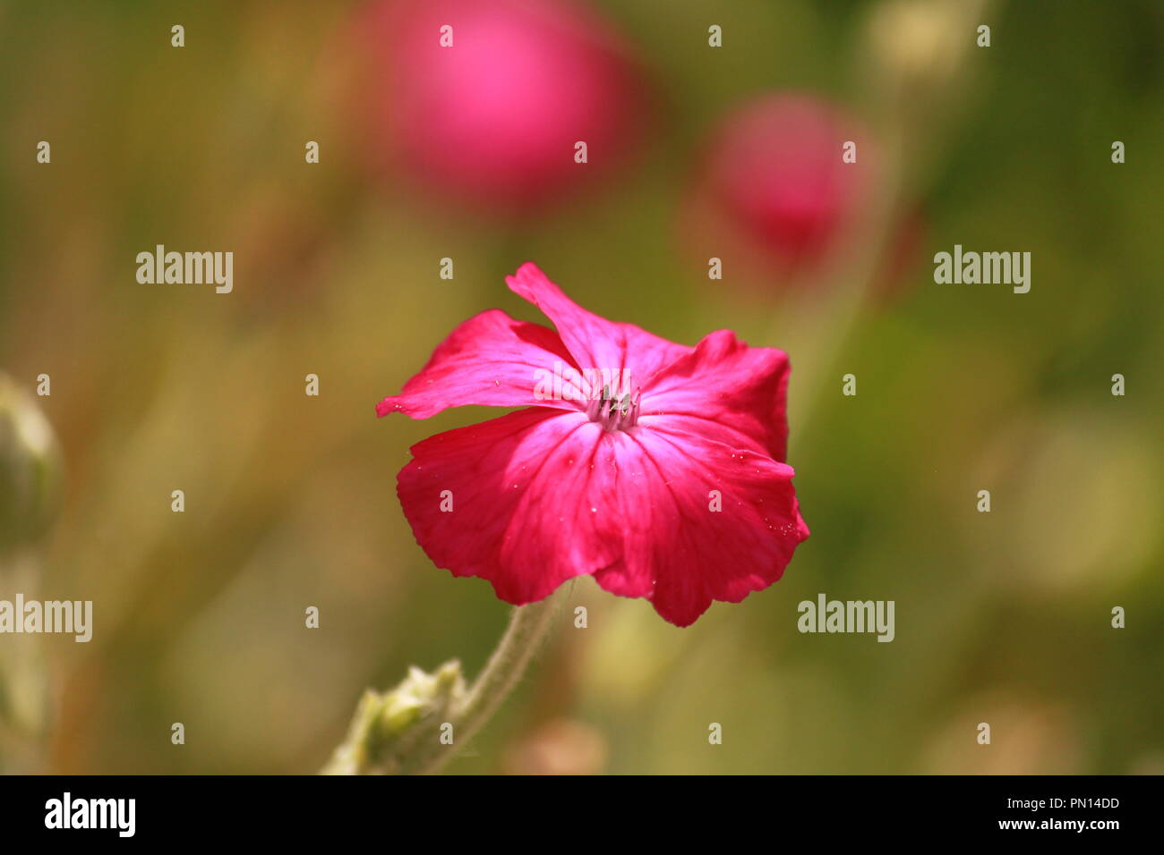 Cerise flower hi-res stock photography and images - Alamy