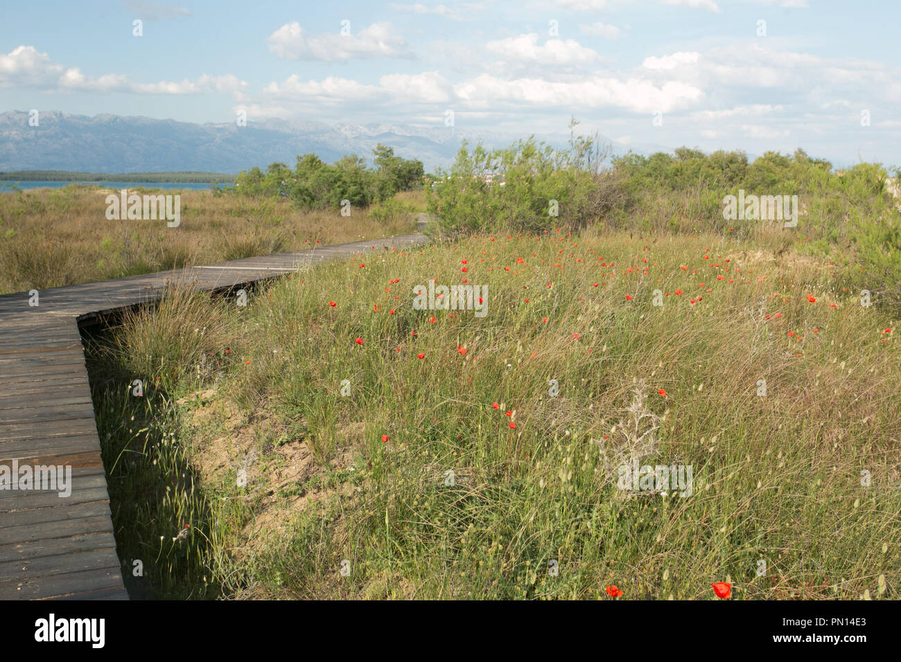 summer path in the middle of the sea Stock Photo - Alamy