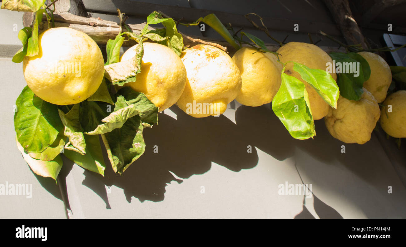 Huge fresh ripe big yellow firm beautiful lemons of Sorrento with green ...