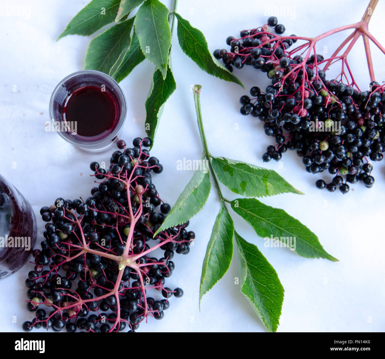 Elderberry branches and leaves with a shot of elderberry vinegar on ...