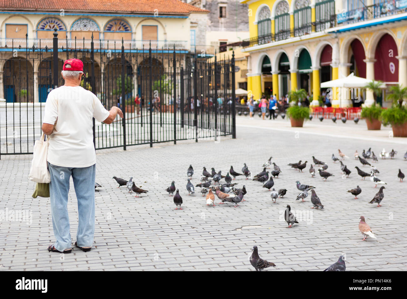Cuba pigeons hi-res stock photography and images - Alamy
