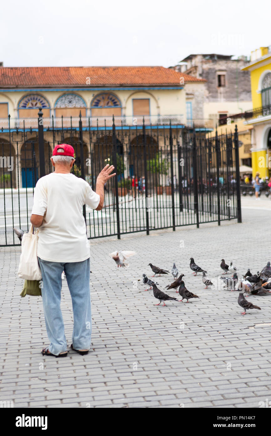 Cuba Pigeons High Resolution Stock Photography and Images - Alamy