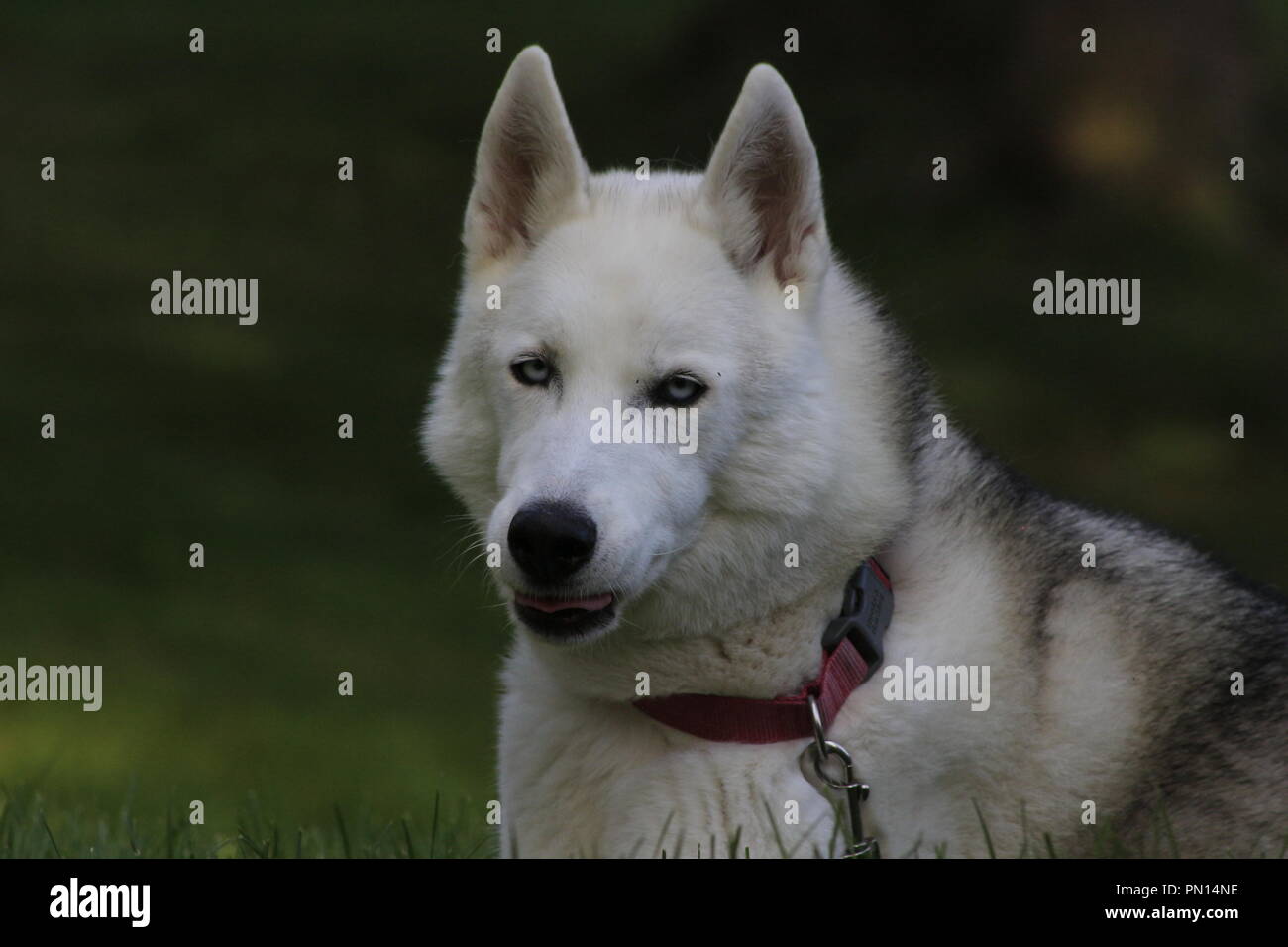 Siberian husky dog portraits, male purebred Stock Photo - Alamy