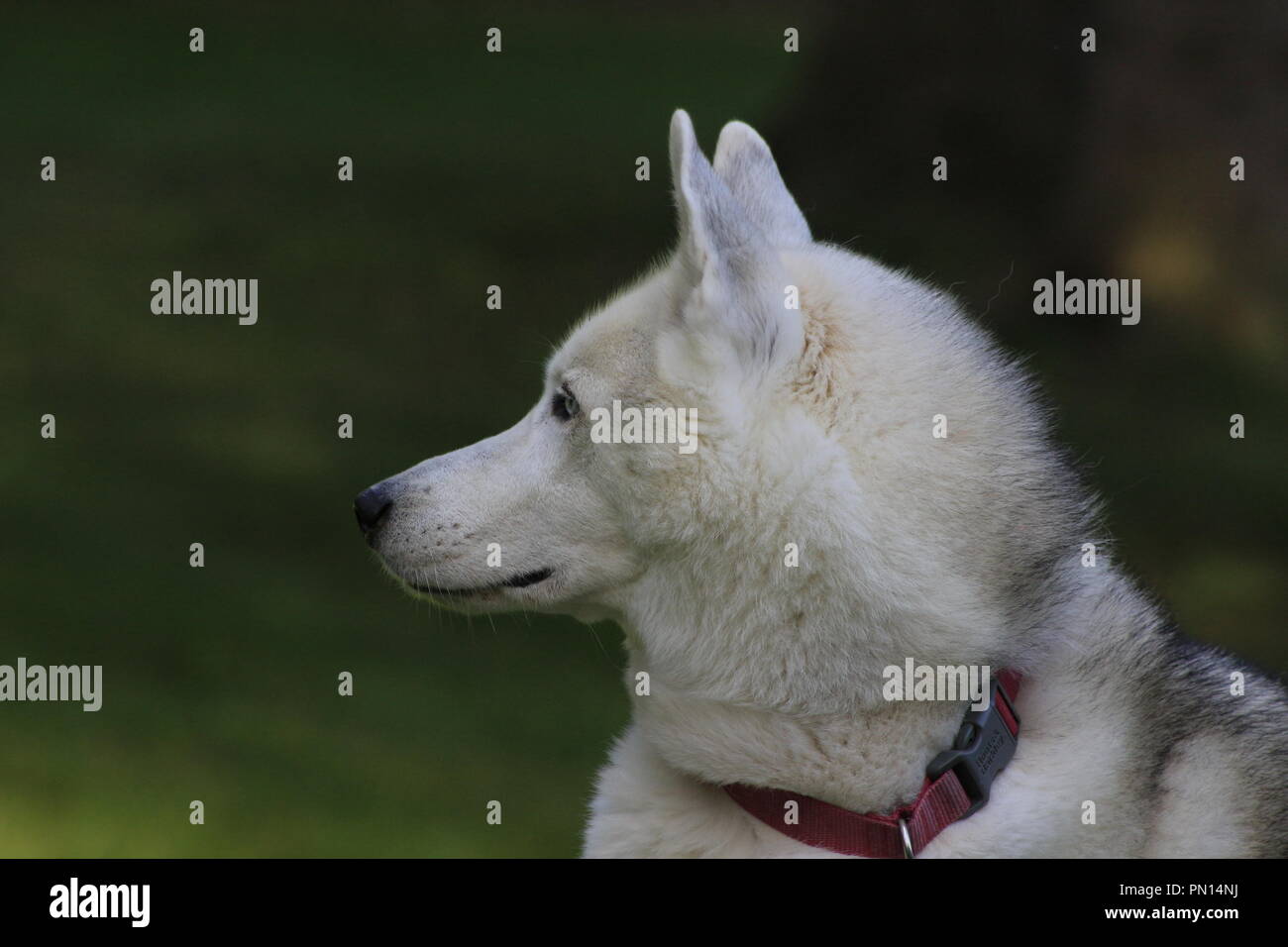 Haskie hi-res stock photography and images - Alamy