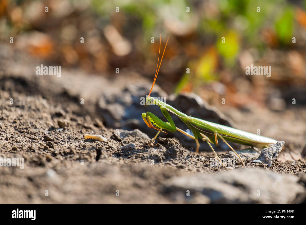 European mantis. Praying mantis (Mantis religiosa Stock Photo - Alamy