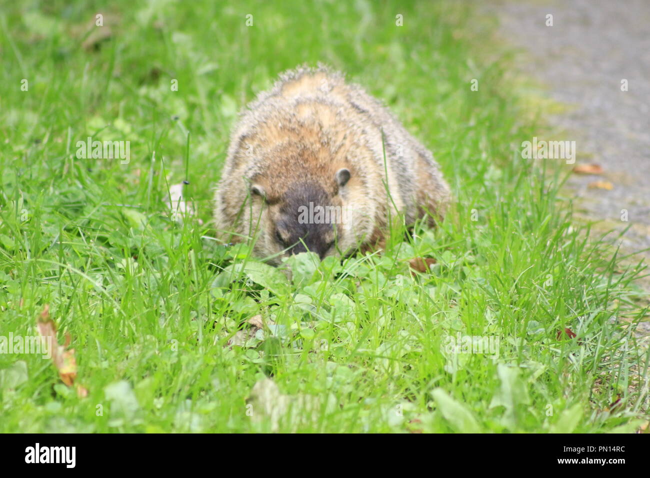 The Ground Hog. The ground hog is an early indicator of Springtime ...