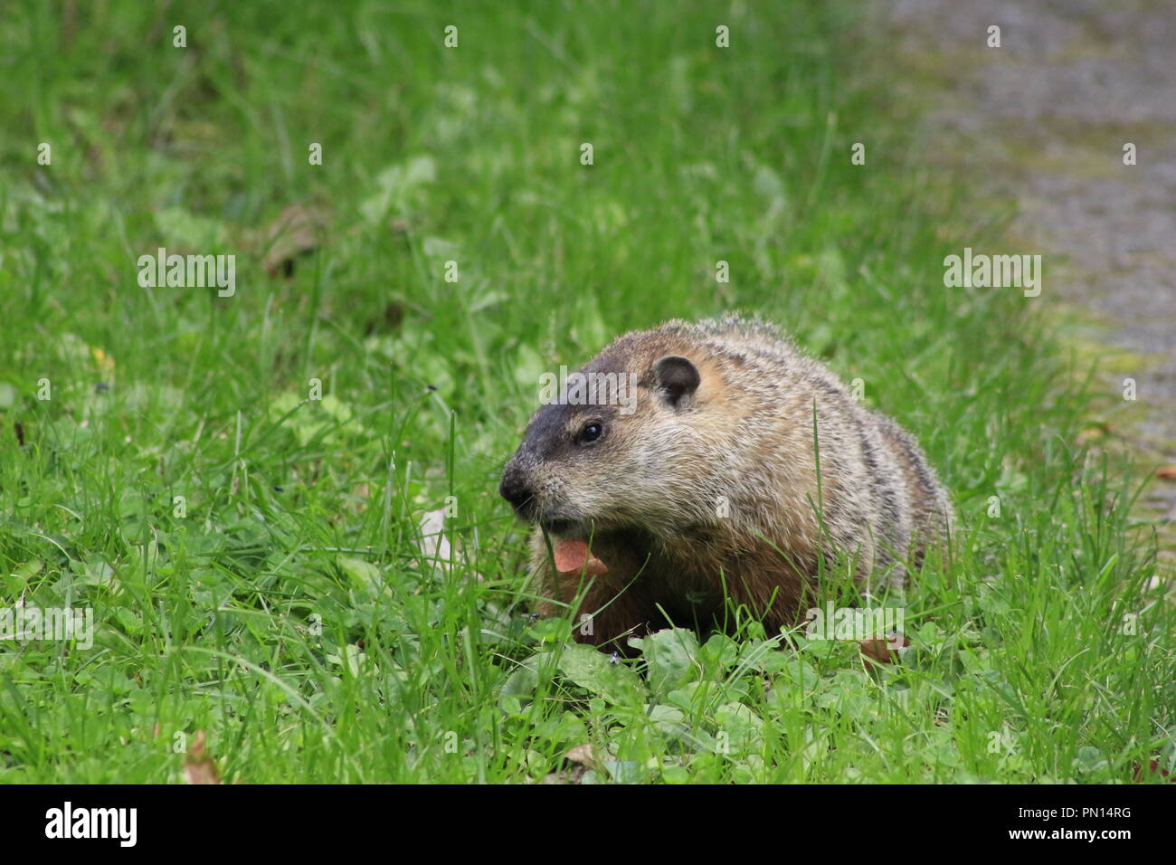 The Ground Hog. The ground hog is an early indicator of Springtime ...