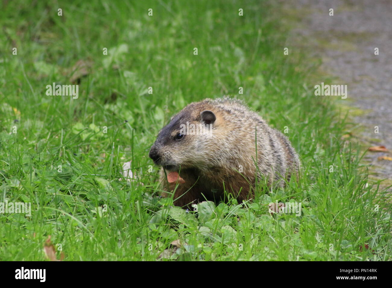 The Ground Hog. The ground hog is an early indicator of Springtime ...