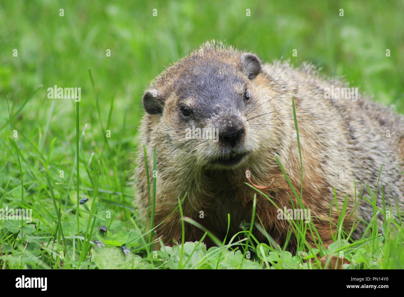 The Ground Hog. The ground hog is an early indicator of Springtime ...