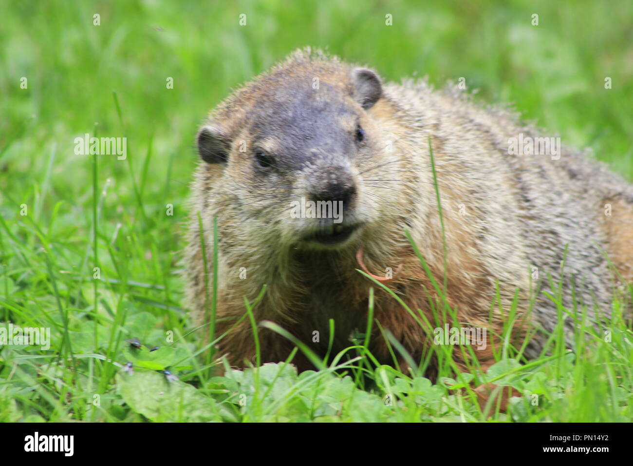 The Ground Hog. The ground hog is an early indicator of Springtime ...