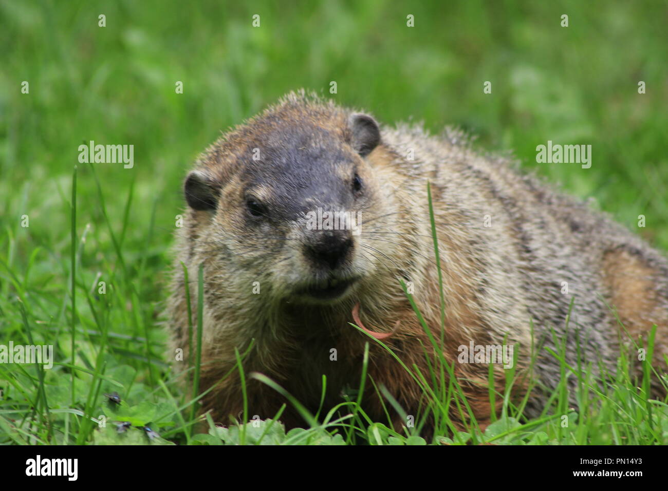 The Ground Hog. The ground hog is an early indicator of Springtime ...