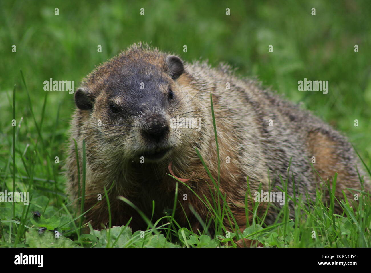 The Ground Hog. The ground hog is an early indicator of Springtime ...