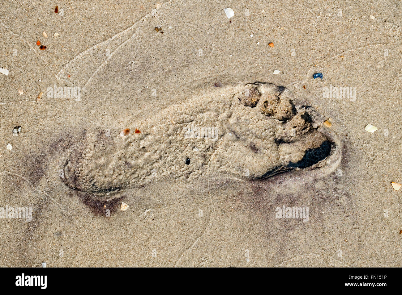 Trace of human foot on the wet sand beach Stock Photo - Alamy