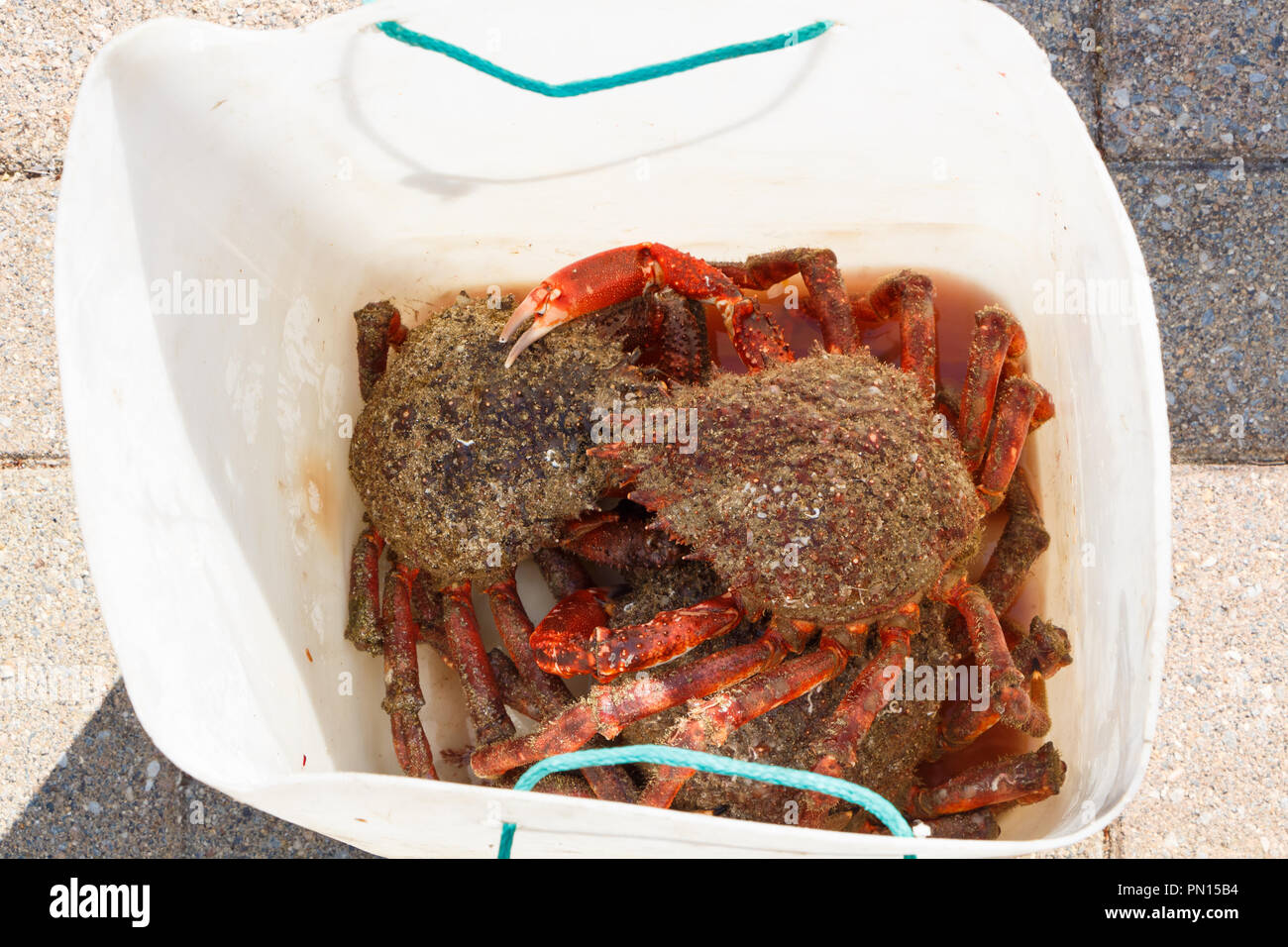 Crabs in a bucket hi-res stock photography and images - Alamy