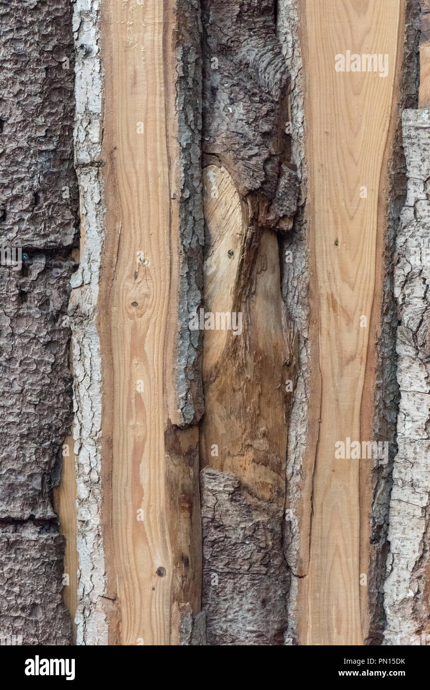 wooden tree bark in interesting texture and textural patterns Stock ...