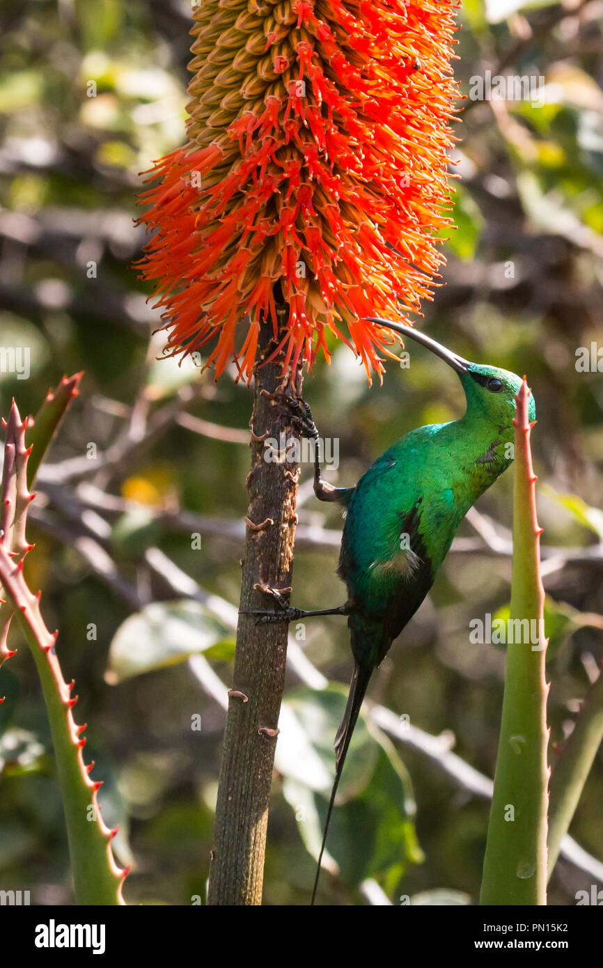 Sunbird feeding hi-res stock photography and images - Alamy