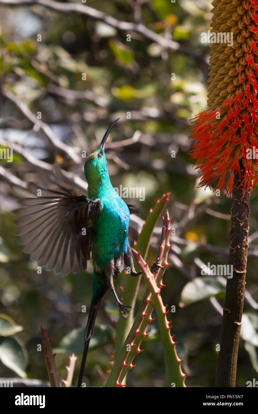 Sunbird feeding hi-res stock photography and images - Alamy