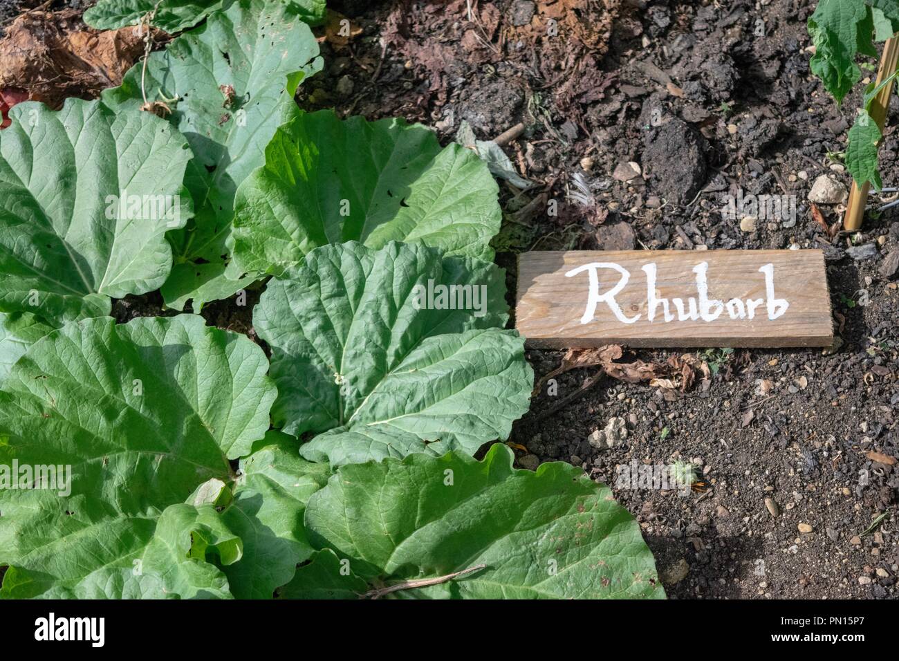 Grow your own rhubarb Stock Photo - Alamy