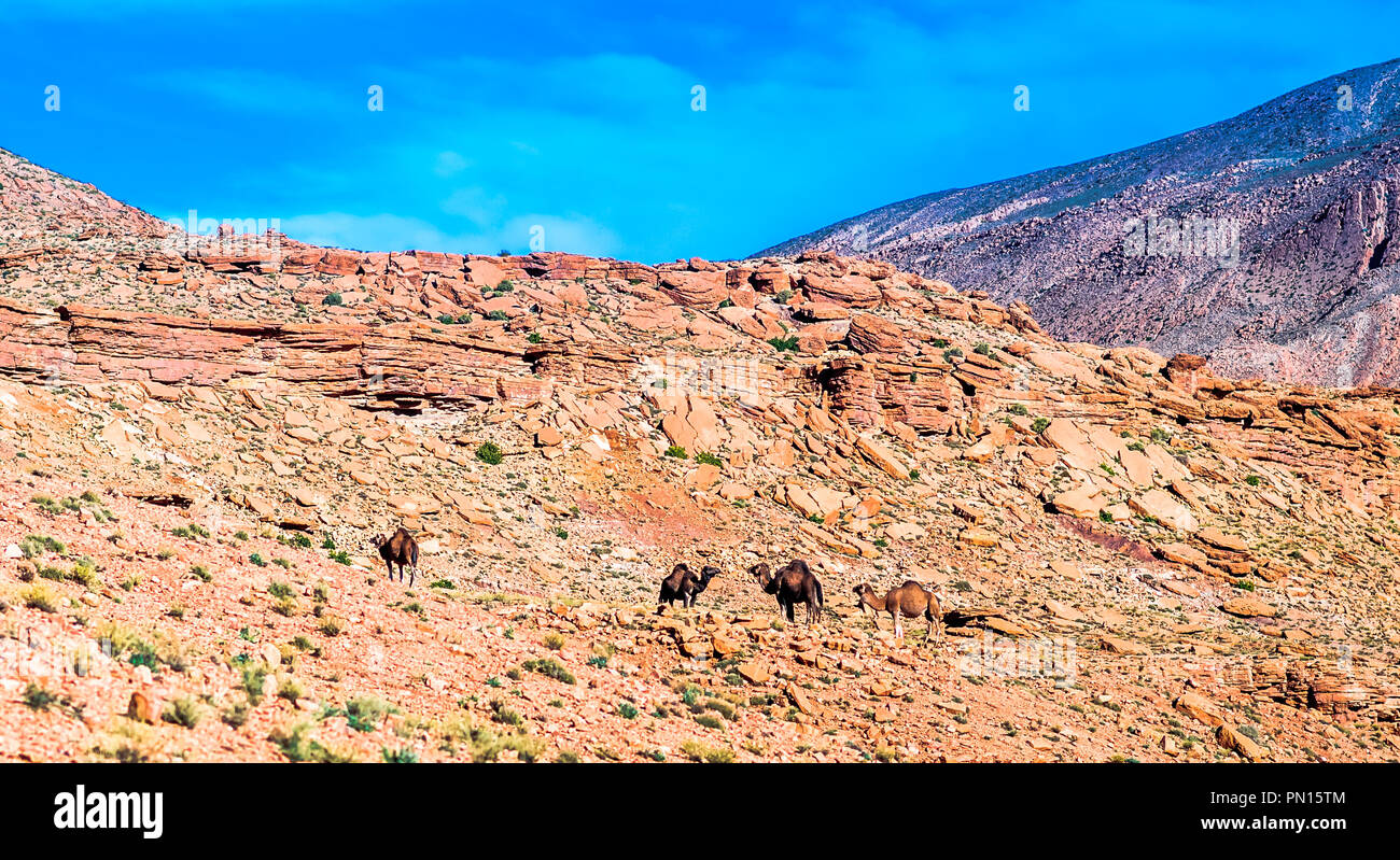 Dromedary in the Atlas mountain of Morocco Stock Photo - Alamy