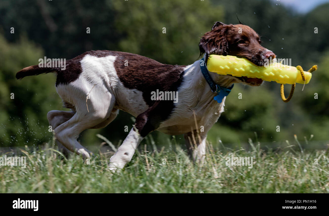 Springer spaniel shooting water hi-res stock photography and images - Alamy