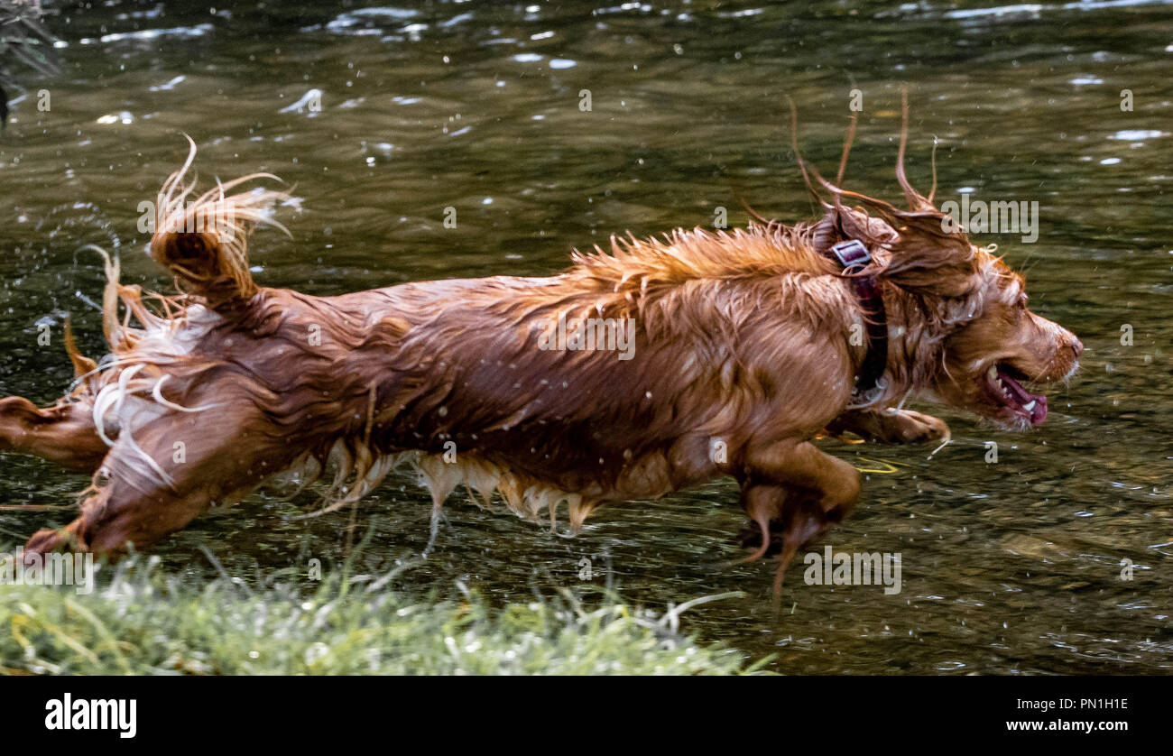 Springer spaniel shooting water hi-res stock photography and images - Alamy