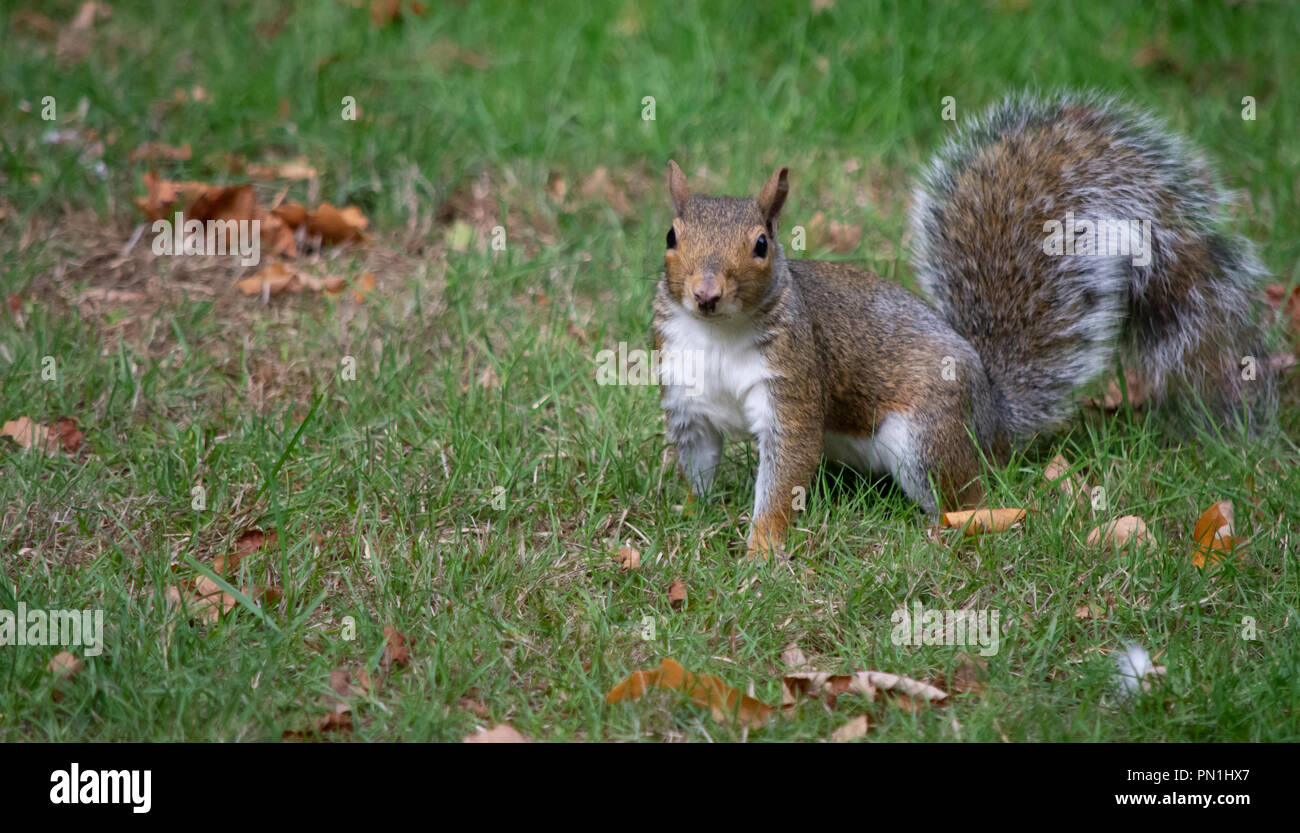 A gray squirrel stood in green grass surrounded by autumn leaves ready ...