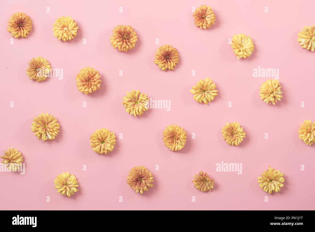 Golden-daisy on pastel pink background. Floral pattern. Fall Stock ...