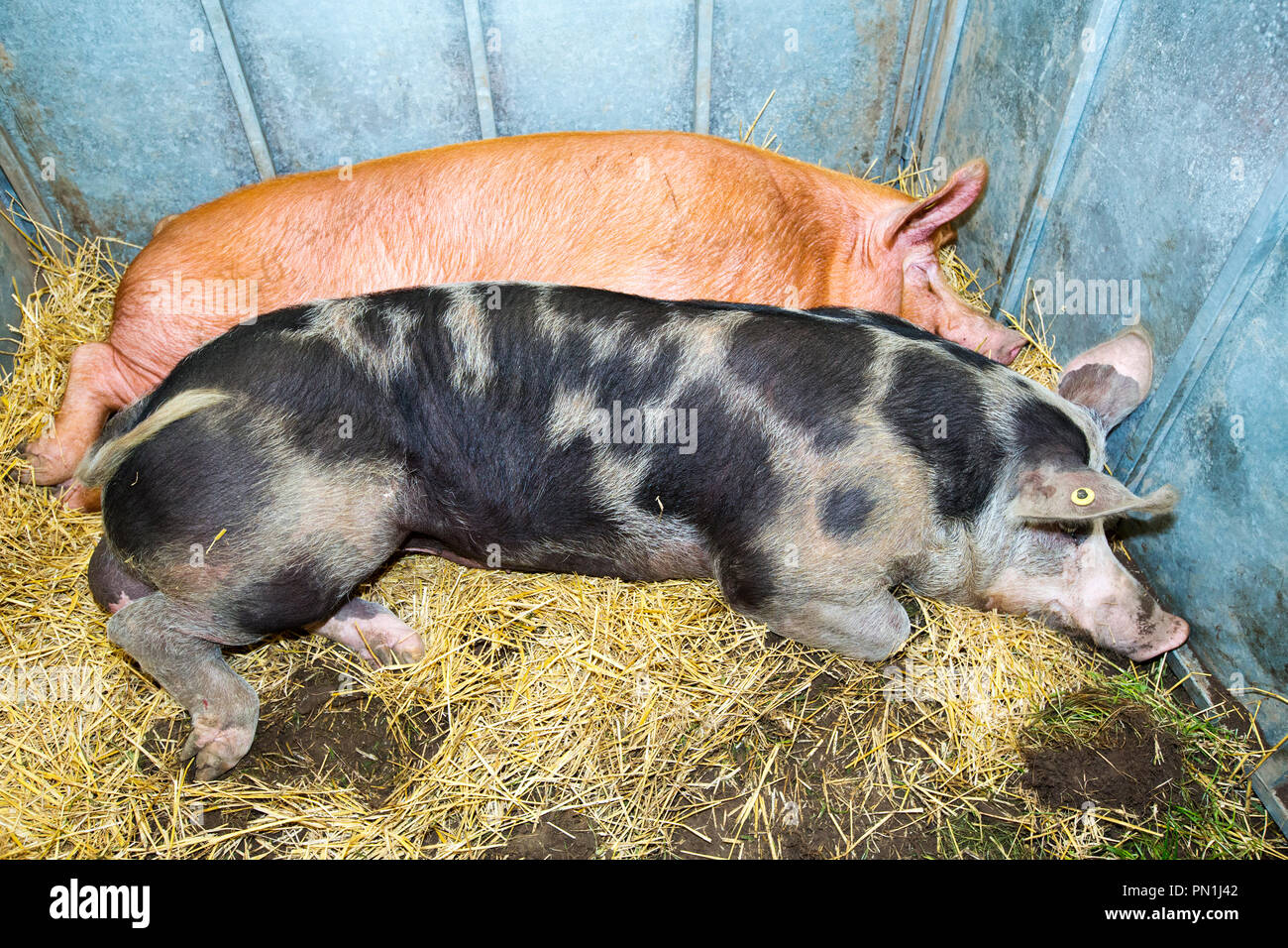 Gloucester Old Spot pigs at the Westmorland County Show, near Kendal ...