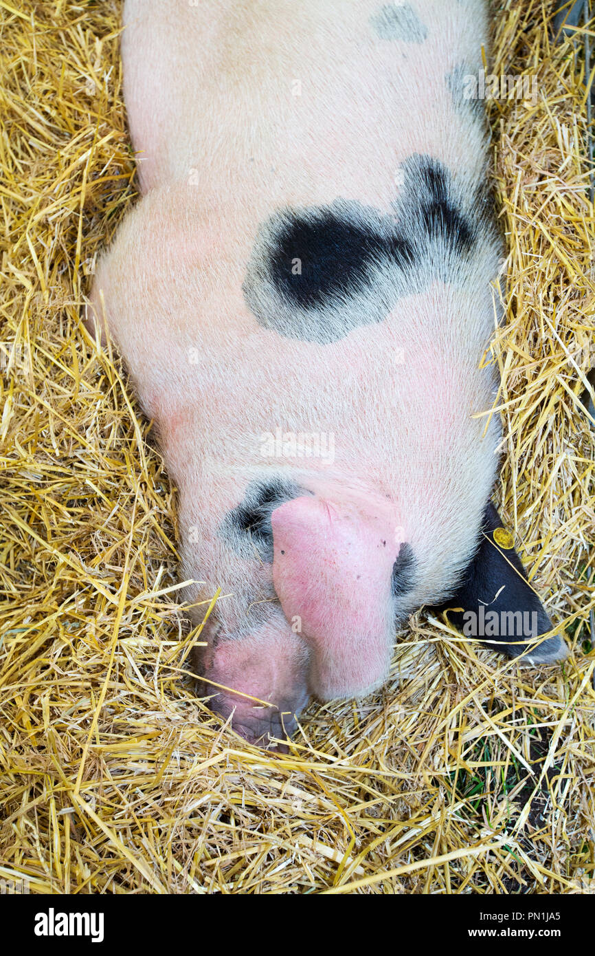 Gloucester Old Spot pigs at the Westmorland County Show, near Kendal ...