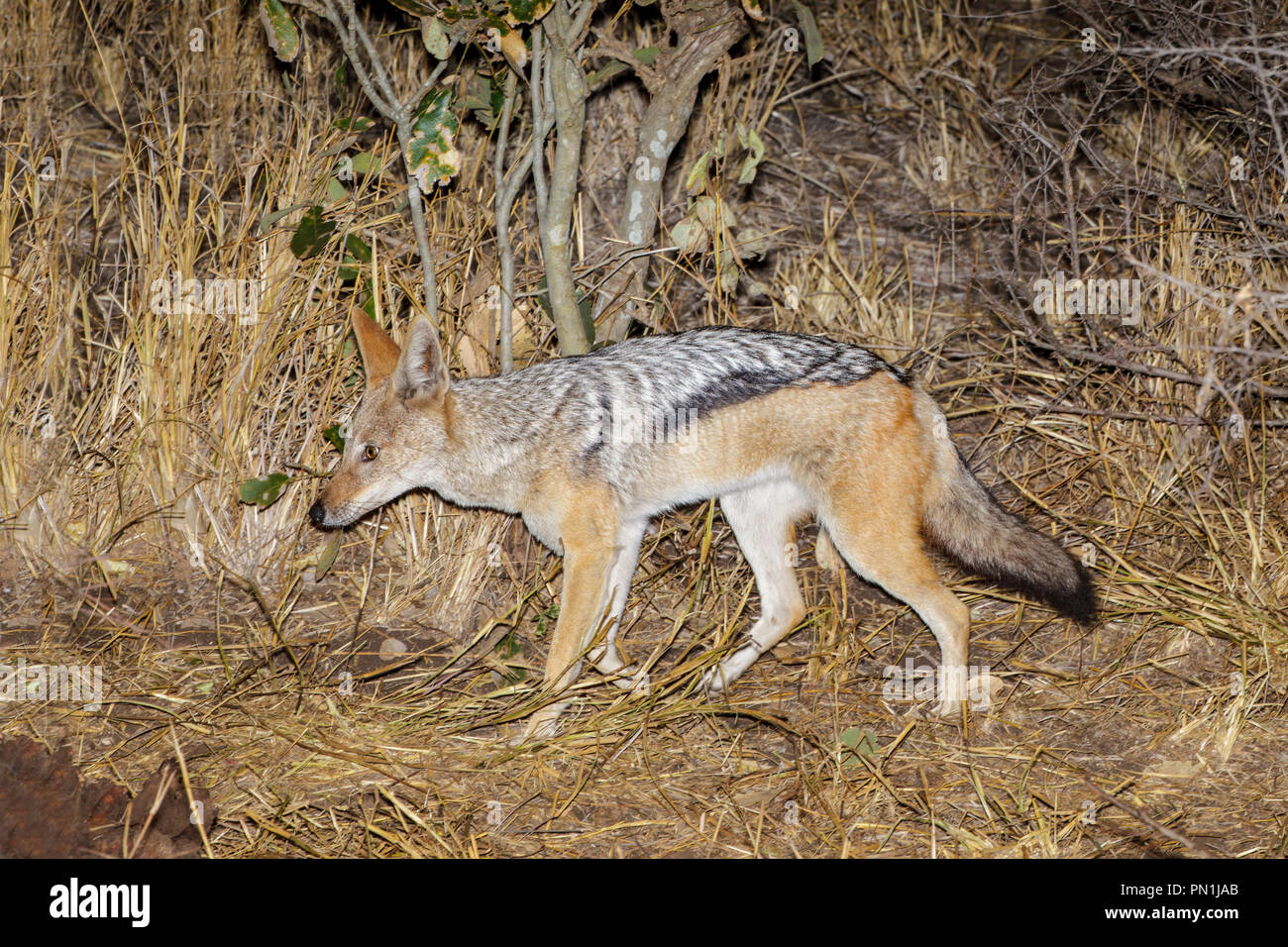 Black-backed Jackal at Cape Bufflo carcass. Canis mesomelas Kruger ...