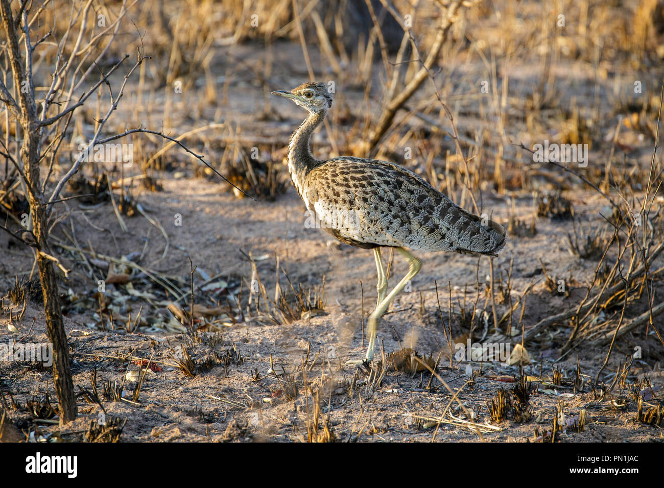 Black-bellied Bustard Lissotis melanogaster Kruger National Park, South ...