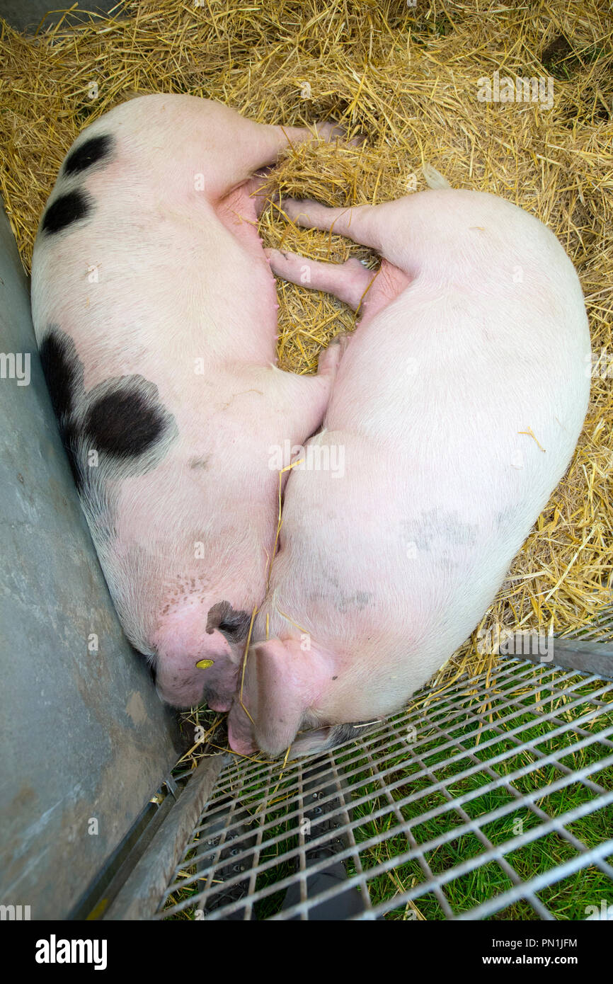 Gloucester Old Spot pigs at the Westmorland County Show, near Kendal ...