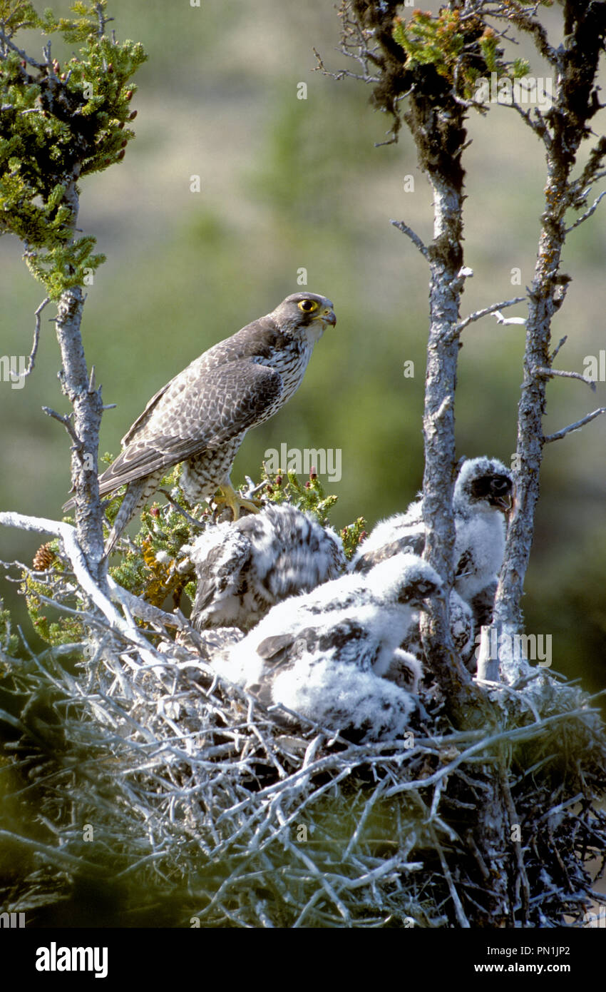 Adult female gyrfalcon (Falco rusticolus) with young in nest near ...