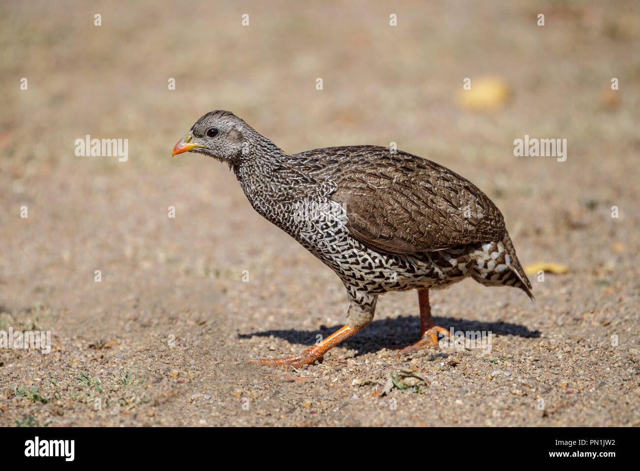 Female francolin hi-res stock photography and images - Alamy