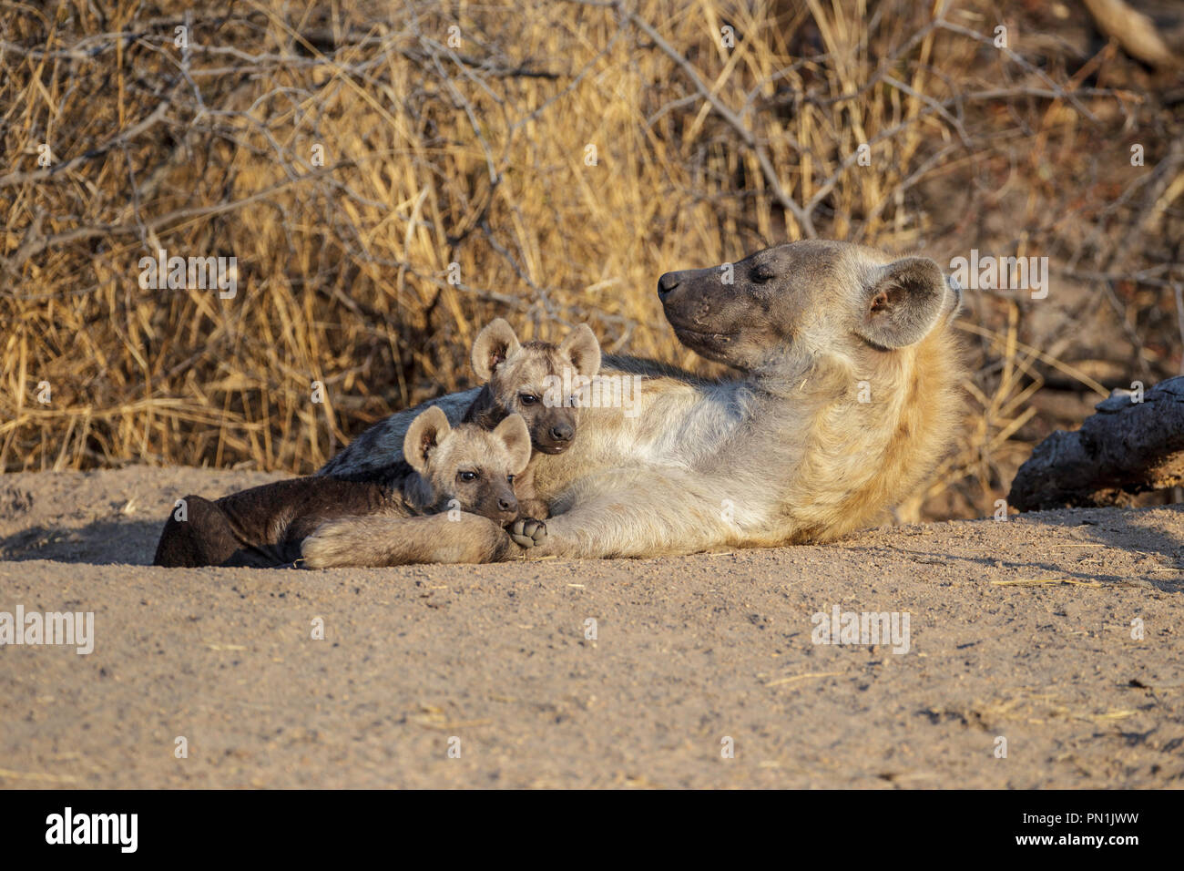 Spotted Hyena Crocuta crocuta Kruger National Park, South Africa 21 ...