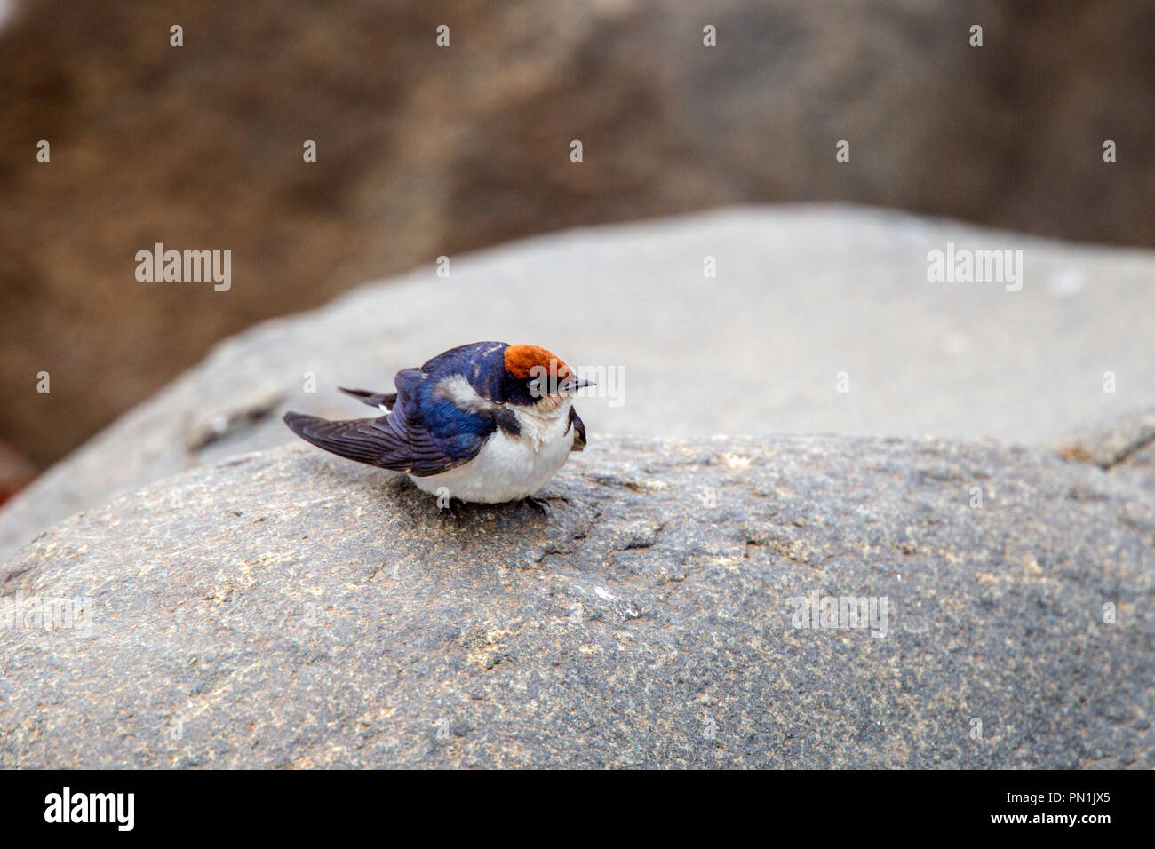 Wire-tailed Swallow Hirundo smithii Kruger National Park, South Africa ...