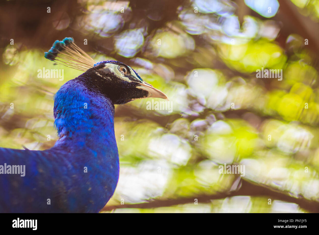 Beautiful peacock in the forest background Stock Photo - Alamy