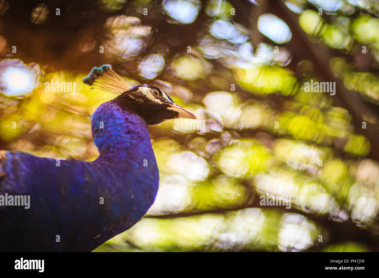 Beautiful peacock in the forest background Stock Photo - Alamy