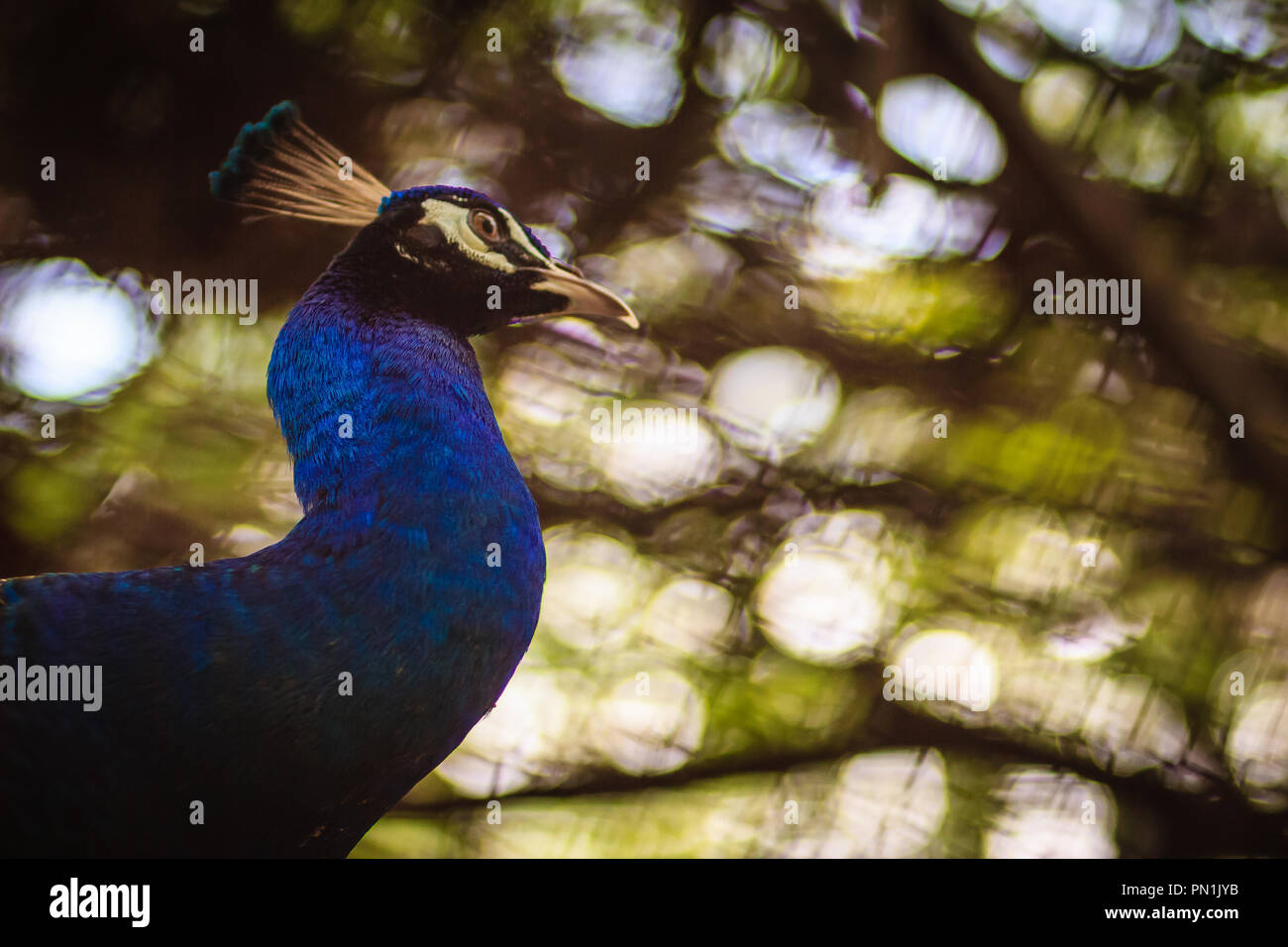 Beautiful peacock in the forest background Stock Photo - Alamy
